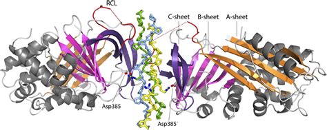 Molecular Basis For The Action Of The Collagen Specific Chaperone Hsp47