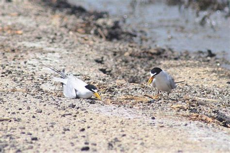 Least Tern Nest
