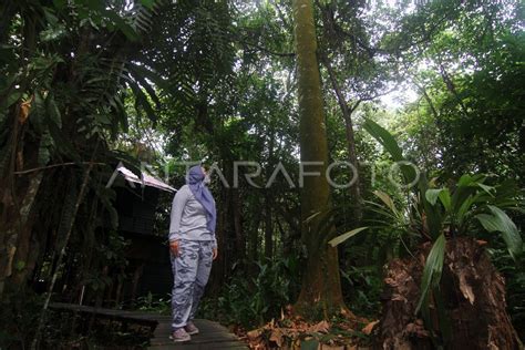 ARBORETUM SYLVA UNTAN PONTIANAK ANTARA Foto