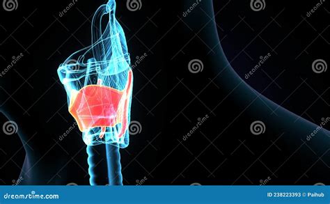 3d Illustration Of Human Skeleton Body Parts Stock Illustration