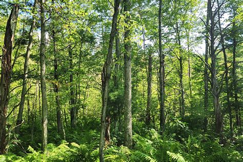 95 Acres Near Red Cedar River 4 Off Save 5k Thousand Lakes Realty