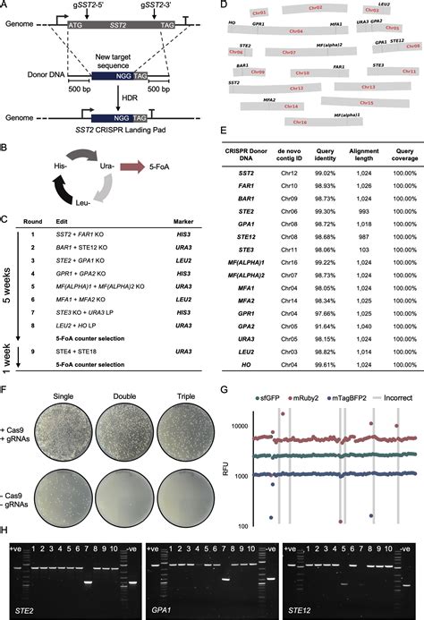 Engineering A Model Cell For Rational Tuning Of Gpcr Signaling Cell