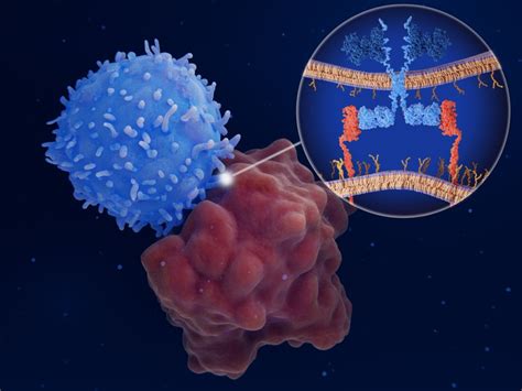 Latest Advances In Car T Therapy With Novel Hla Typed In Vitro Cell Tools
