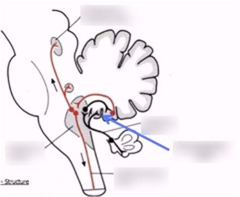 Diagram Of Vestibulocerebellar Pathway Quizlet
