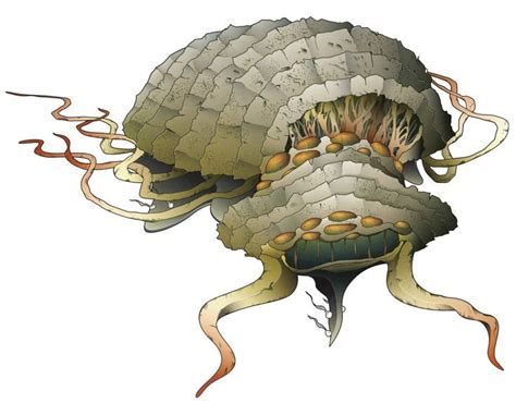 Yuuzhan Vong Living Spacecraft Star Wars Characters Star Wars Ships Star Wars Art