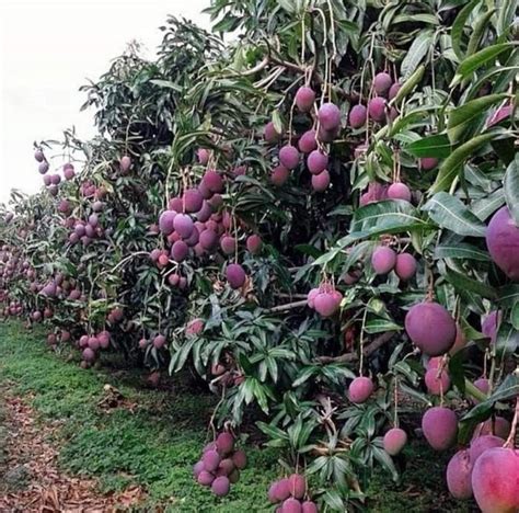 Mango Arunika Grafted Plants Manera Indica Shop Now