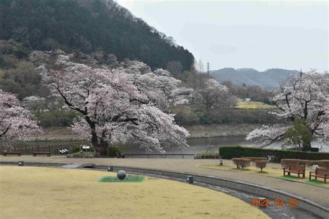 散る桜 残る桜も 散る桜 （良寛和尚） 還暦ライダー、いざ発進！