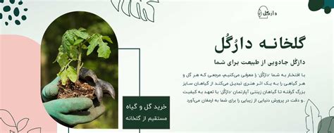 خرید گیاه آنلاین گلخانه دارگل گیاهان سایز بزرگ گلخانه دارُگُل