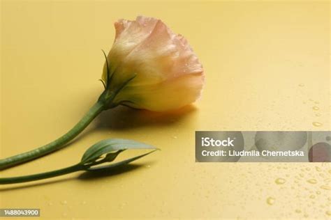 노란색 배경에 물방울이 있는 아름다운 Eustoma 꽃 클로즈업 텍스트를 위한 공간 0명에 대한 스톡 사진 및 기타 이미지
