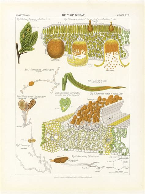 Illustration Of Wheat Rust Fungus From 1883 Cryptogamic Plant Diseases