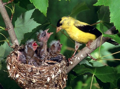 Bird Bird Bird Bird Encyclopedia Of World Photo