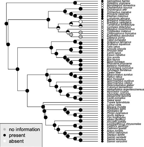 Figure 9 From Female Genital Variation Far Exceeds That Of Male Genitalia A Review Of