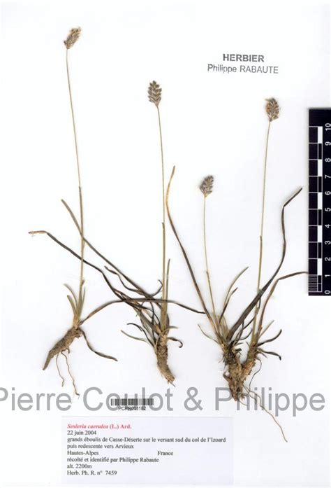 Sesleria Caerulea L Ard Subsp Caerulea Société Botanique Doccitanie