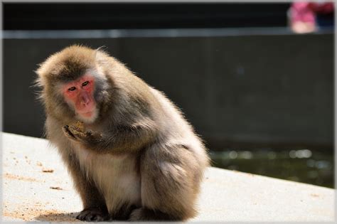 Monkey Business 3 Series 3 Free Stock Photo Public Domain Pictures
