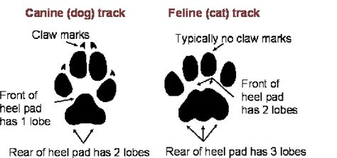 Cougar Characteristics