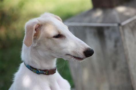 Borzoi Puppies Facebook