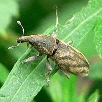 ハスジカツオゾウムシ
