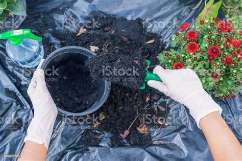 농업을 위해 풍부한 토양을 들거나 검은 화분에 심을 준비를하는 손 토양 지상 배경이 있는 손에 토양 샘플을 테스트합니다 흙