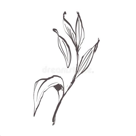 Esquisse Feuille Doodle De Contour Sur Fond Blanc Illustration De
