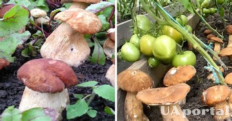 Як виростити міцелій білих грибів у себе на ділянці поради