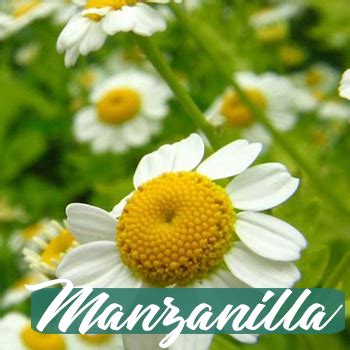 Nombre Cientifico De La Planta Medicinal De Manzanilla Plantă Blog