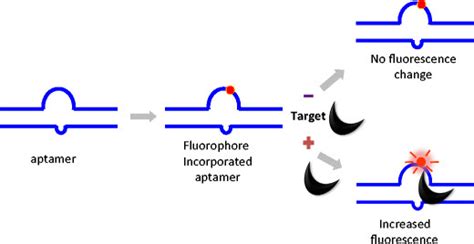 Ligand Induced Aptamer Fluorophore Tagged Aptamer Fluoresces When