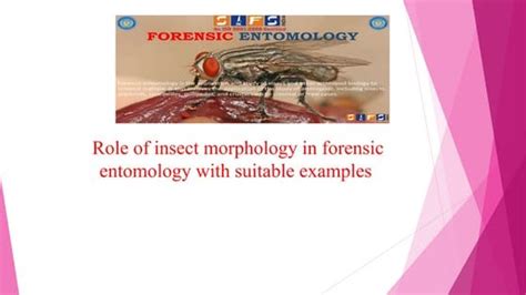 Forensic Medicene Putrefaction Ppt