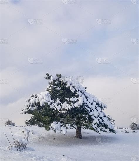 土耳其sinop的冬天与白雪覆盖的树木森林与雪景