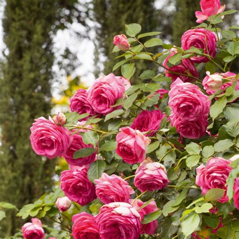 Cyclamen Pierre de Ronsard® | Современные садовые розы