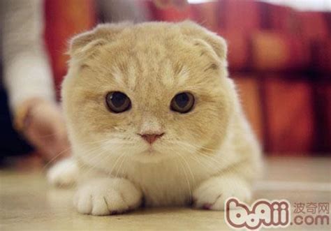 苏格兰折耳猫胖 苏格兰折耳猫 苏格兰折耳猫动漫 大山谷图库