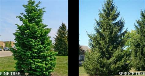 Pine Trees Vs Spruce Trees I Arbor Hills Trees Omaha Elkhorn NebraskaArbor Hill Trees Omaha Blog