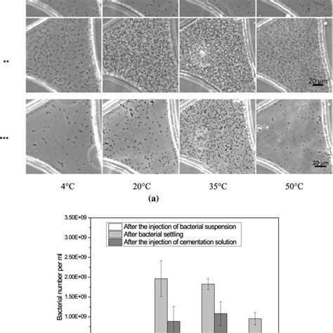 microscope images taken on one pore at the central region of the