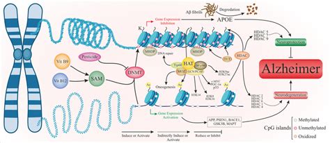 Overview Of The Chromatin Modifications Changes Underlying AD