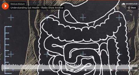 Understanding Gut Health