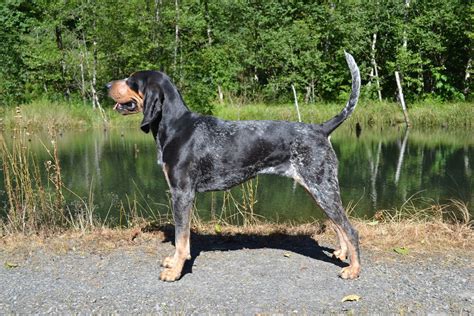 Splashing Fun Do Bluetick Coonhounds Love To Swim