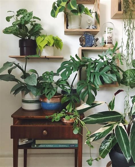 Pin By Barbara B On Jungalows Plant Decor House Plants Decor Plants