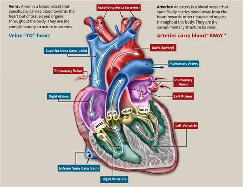 Demystifying The Circulatory System Department Of Surgery