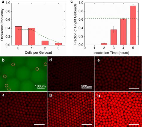 Single Cell Encapsulation Validation And Viability Phenotyping