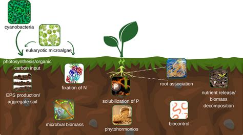 Scheme Of A System Containing Microalgae In Plants Cultivation