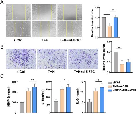 Effect Of Cfh Knockdown On The Function Of Ra Fls Ra Flss Were