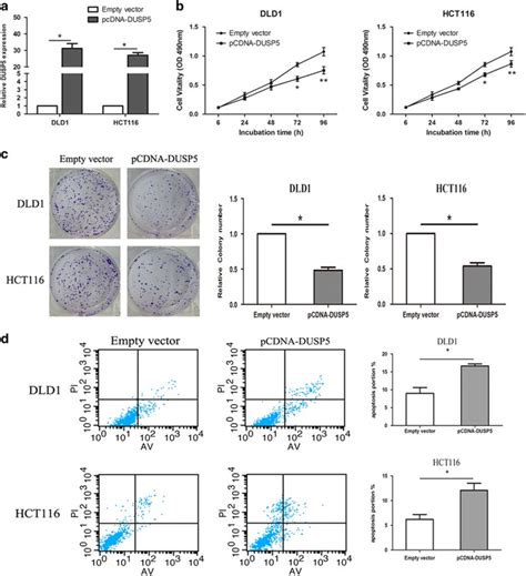 Long Noncoding RNA CRNDE Promotes Colorectal Cancer Cell Proliferation