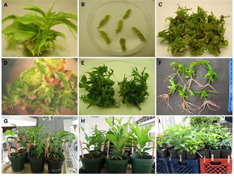 Adventitious Shoot Regeneration From In Vitro Leaves Of Black Cherry Download Scientific