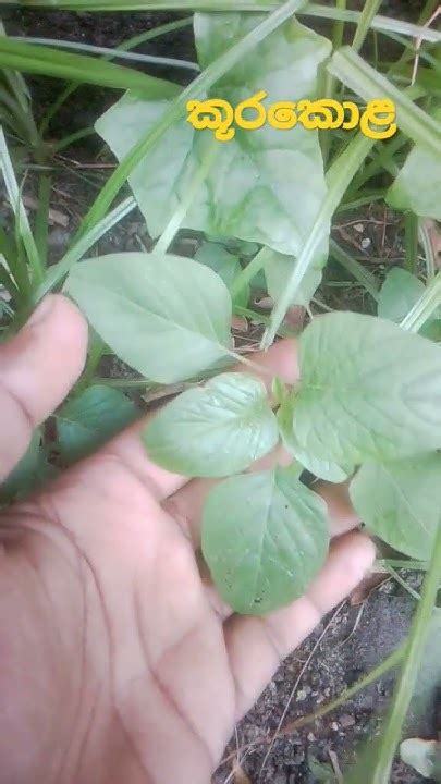 🔥 කූර‍කොළ🌾🌿අපේ චැනල් එක Subscribe🔥🔥 කරල අපිත් එකක් එකතු වෙන්න යාළුවනේ 🔥