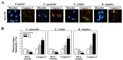 Expression Of Caspase 3 In SCC25 Cells After Treatment With C