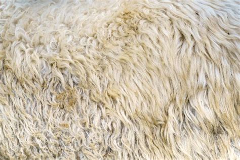 Sheep Wool Texture Golden Fleece Stock Photo Image Of Nature Horizontal