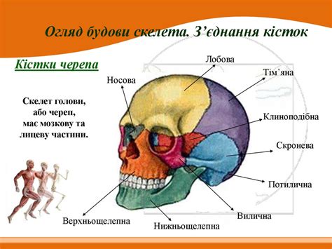 Огляд будови скелета Зєднання кісток презентация онлайн