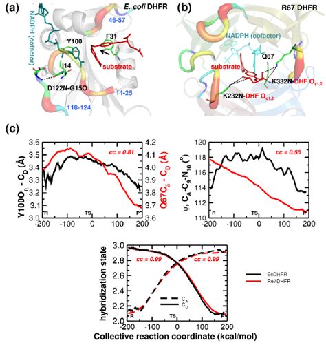 Comparison Of Reaction Coupled Flexibility In Non Homologous Dhfrs A Download Scientific