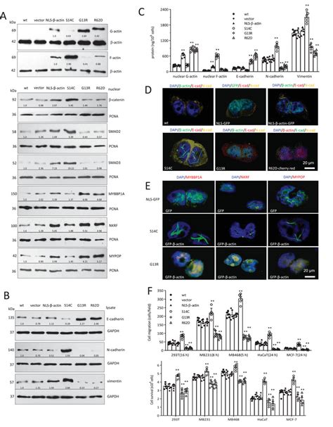 Nuclear Actin Polymerization Regulates Cell Epithelial‐mesenchymal