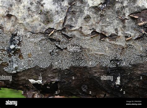 Physarum Straminipes Slime Mold From Finland No Common English Name
