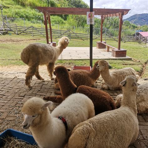 Alpaca Club Sabahnites Your Ultimate Sabah Guide
